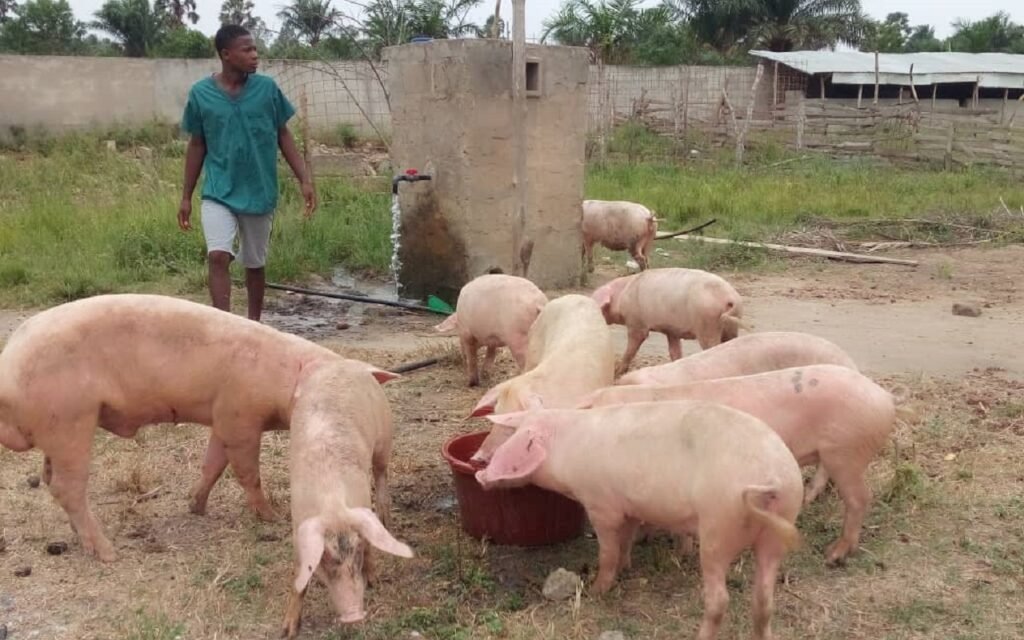 Faites fortune avec l'élevage de Porcs: CIPEA forme et accompagne 200 ...